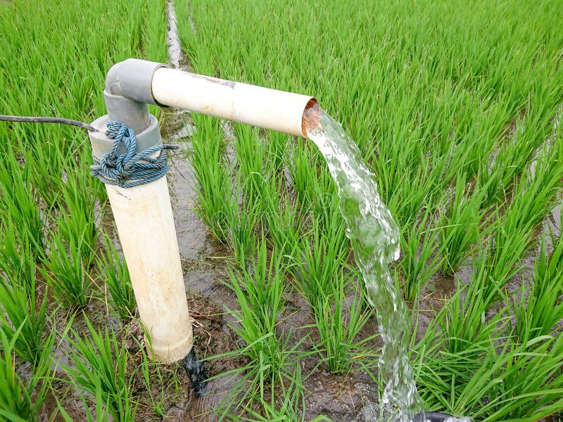 Irrigation of Rice Fields Using Pump Wells with the Technique of ...
