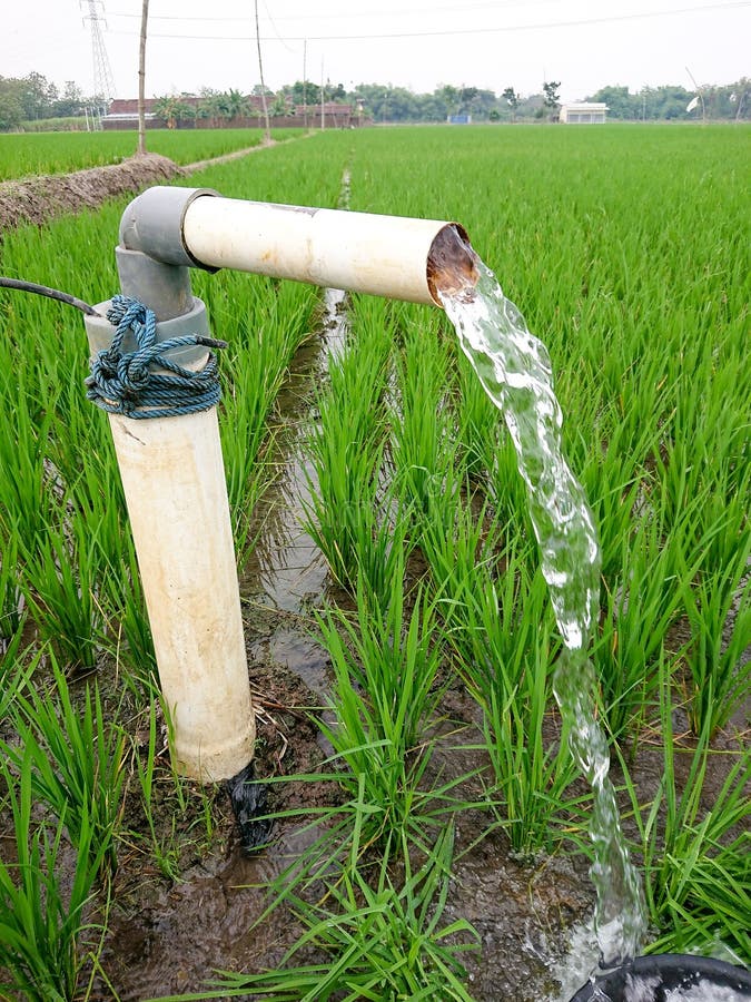 Irrigation of Rice Fields Using Pump Wells with the Technique of ...
