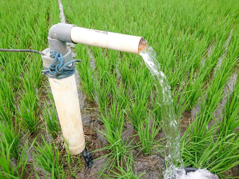Irrigation of Rice Fields Using Pump Wells with the Technique of ...
