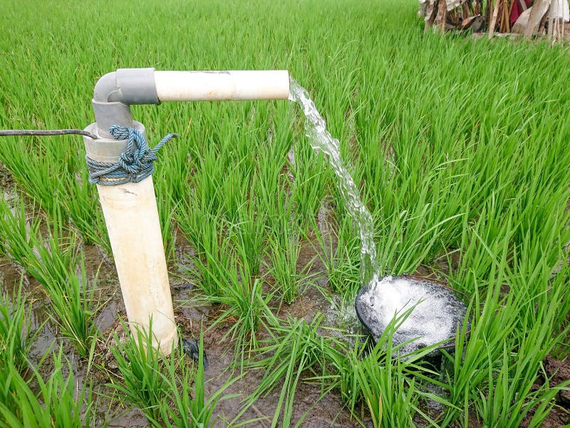 Irrigation of Rice Fields Using Pump Wells with the Technique of ...