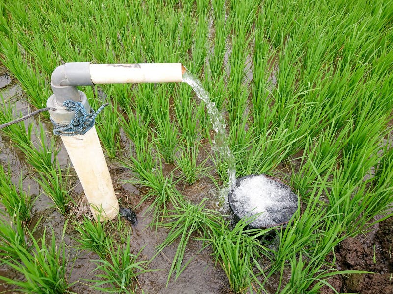 Irrigation of Rice Fields Using Pump Wells with the Technique of ...