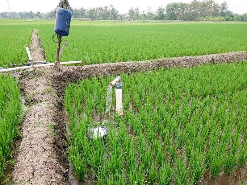 Irrigation of Rice Fields Using Pump Wells with the Technique of ...