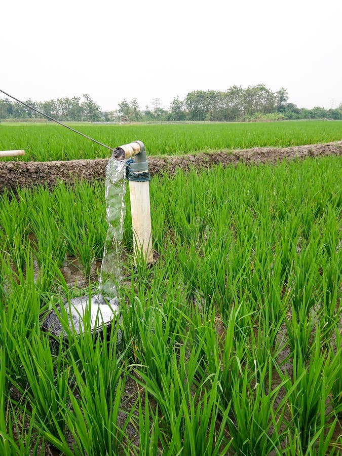 Irrigation of Rice Fields Using Pump Wells with the Technique of ...