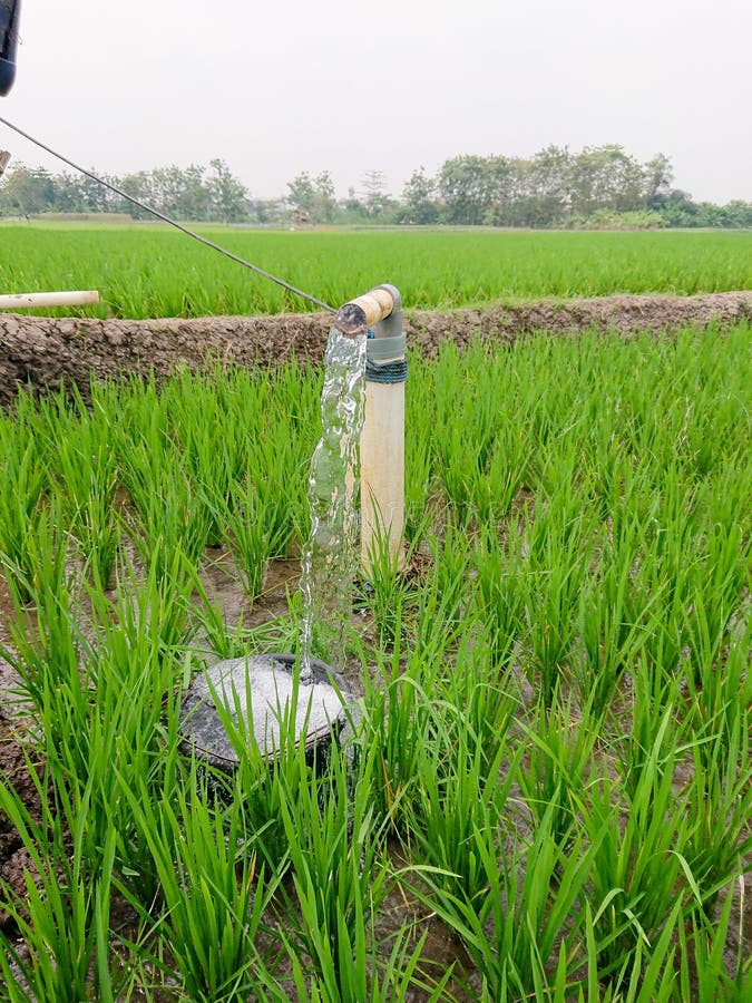 Irrigation of Rice Fields Using Pump Wells with the Technique of ...