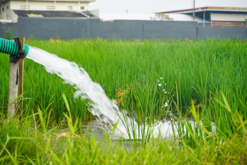 Irrigation of Rice Fields Using Pump Wells with the Technique of ...