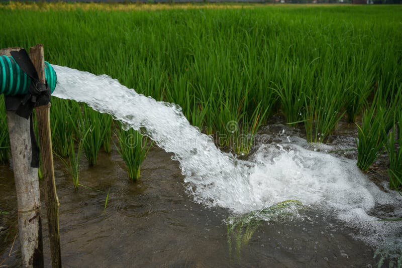 Irrigation of Rice Fields Using Pump Wells with the Technique of ...