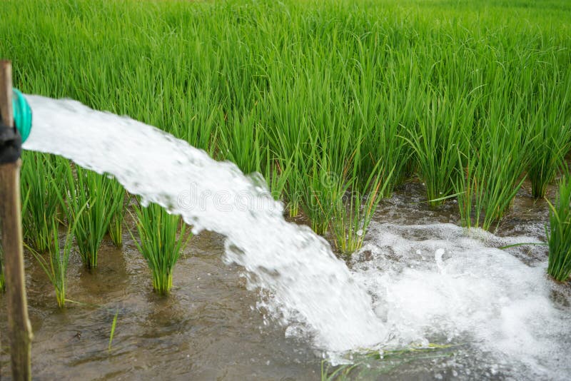 Irrigation of Rice Fields Using Pump Wells with the Technique of ...