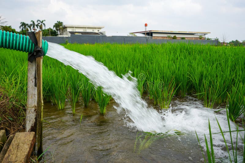 Irrigation of Rice Fields Using Pump Wells with the Technique of ...