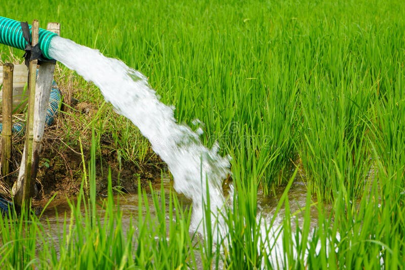 Irrigation of Rice Fields Using Pump Wells with the Technique of ...