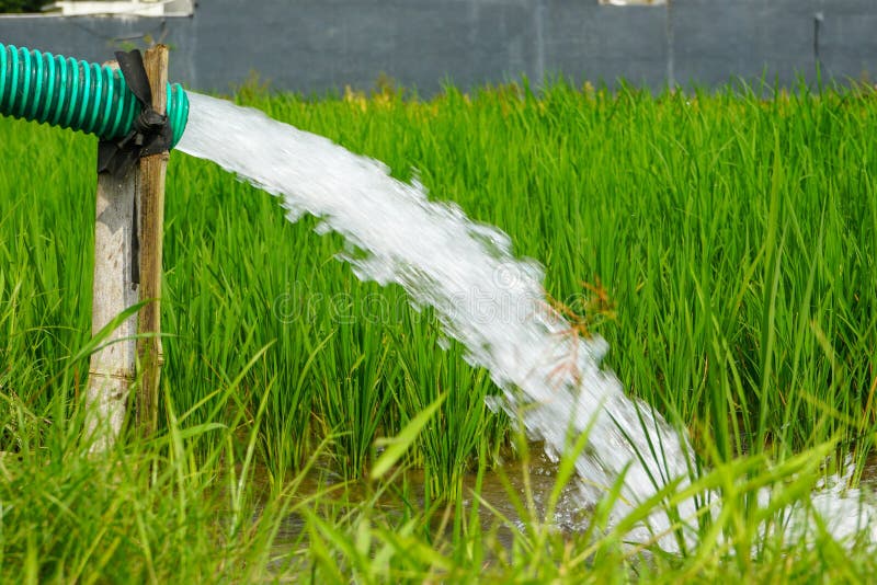 Irrigation of Rice Fields Using Pump Wells with the Technique of ...