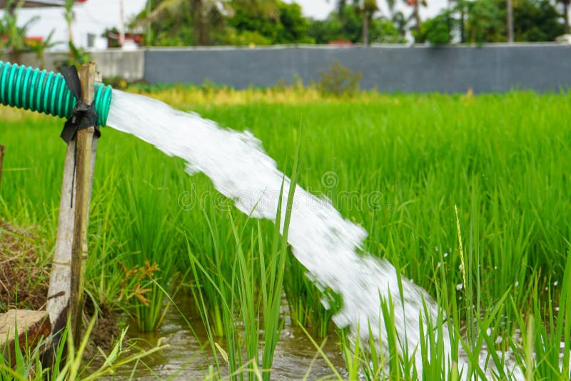 Irrigation of Rice Fields Using Pump Wells with the Technique of ...