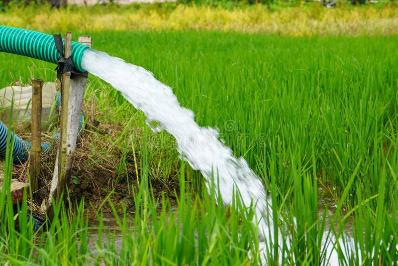 Irrigation of Rice Fields Using Pump Wells with the Technique of ...
