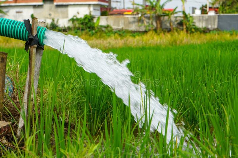Irrigation of Rice Fields Using Pump Wells with the Technique of ...