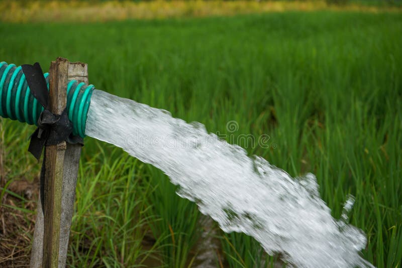 Irrigation of Rice Fields Using Pump Wells with the Technique of ...