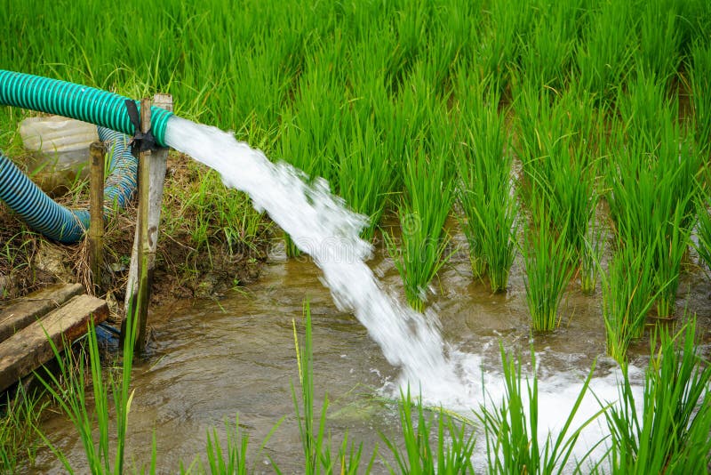 Irrigation of Rice Fields Using Pump Wells with the Technique of ...