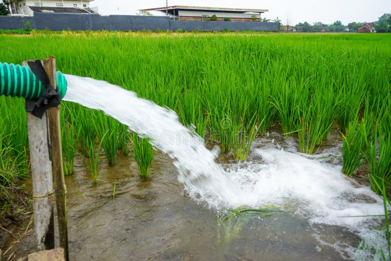 Irrigation of Rice Fields Using Pump Wells with the Technique of ...