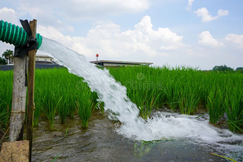 Irrigation of Rice Fields Using Pump Wells with the Technique of ...