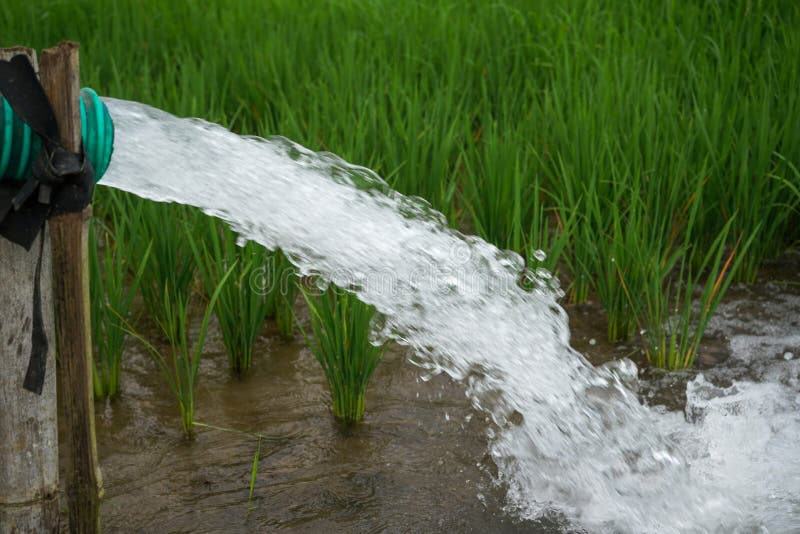 Irrigation of Rice Fields Using Pump Wells with the Technique of ...