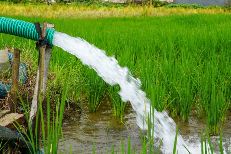 Irrigation of Rice Fields Using Pump Wells with the Technique of ...