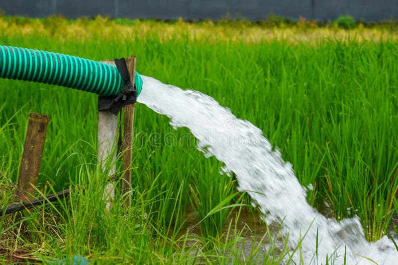 Irrigation of Rice Fields Using Pump Wells with the Technique of ...