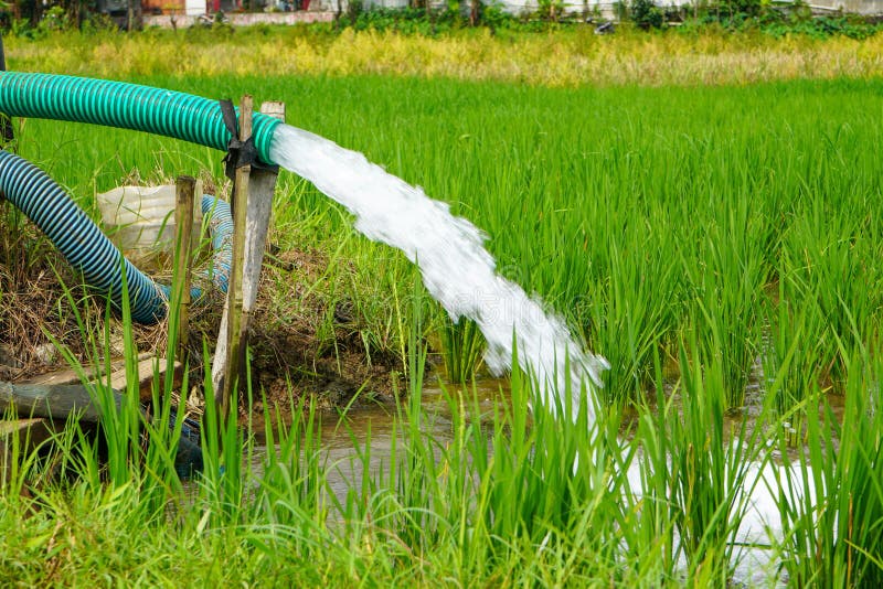 Irrigation of Rice Fields Using Pump Wells with the Technique of ...