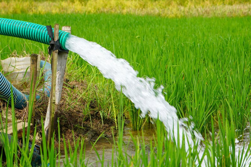 Irrigation of Rice Fields Using Pump Wells with the Technique of ...