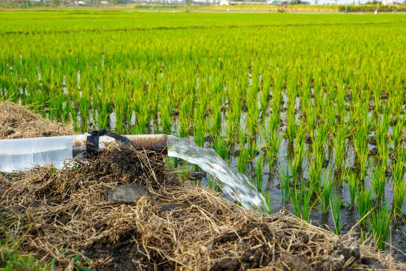 Irrigation of Rice Fields Using Pump Wells with the Technique of ...