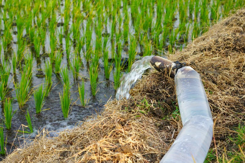 Irrigation of Rice Fields Using Pump Wells with the Technique of ...