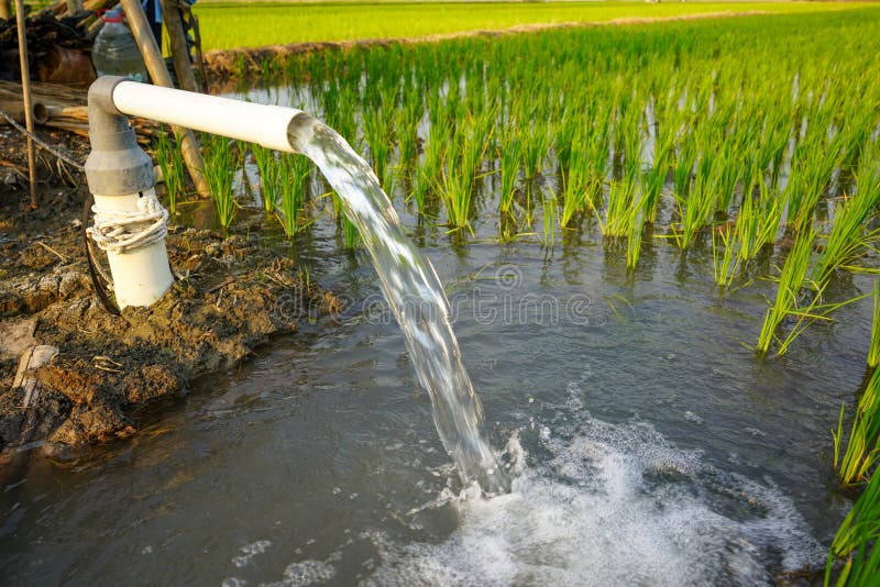 Irrigation of Rice Fields Using Pump Wells with the Technique of ...