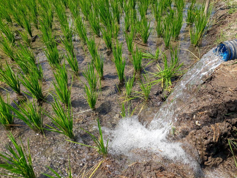 Irrigation of Rice Fields Using Pump Wells with the Technique of ...