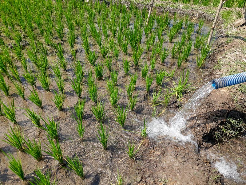 Irrigation of Rice Fields Using Pump Wells with the Technique of ...