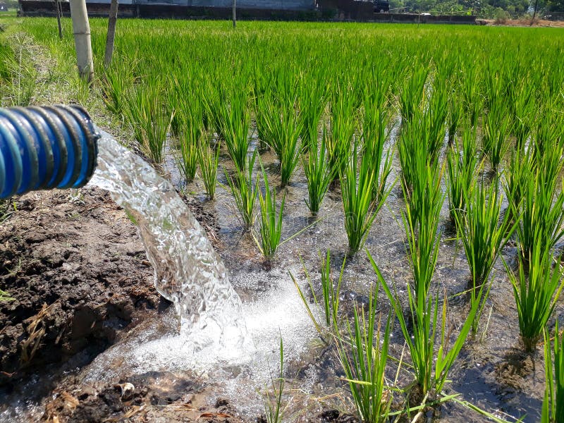 Irrigation of Rice Fields Using Pump Wells with the Technique of ...