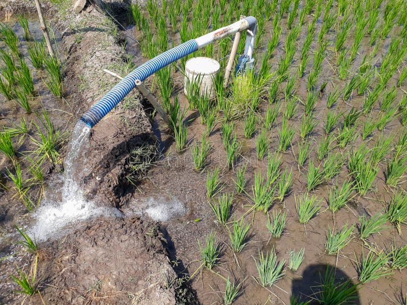 Irrigation of Rice Fields Using Pump Wells with the Technique of ...