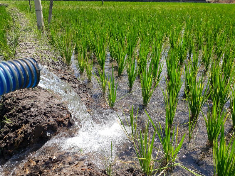 Irrigation of Rice Fields Using Pump Wells with the Technique of ...