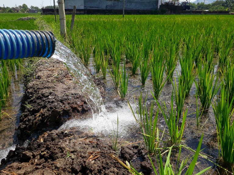 Irrigation of Rice Fields Using Pump Wells with the Technique of ...