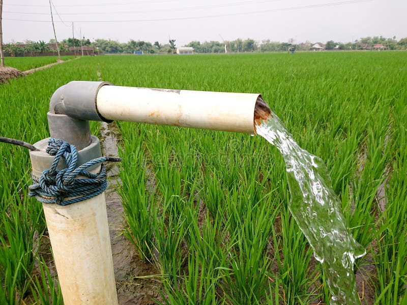 Irrigation of Rice Fields Using Pump Wells with the Technique of ...