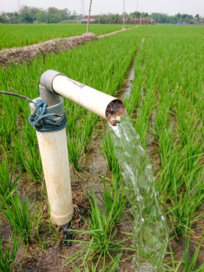 Irrigation of Rice Fields Using Pump Wells with the Technique of ...