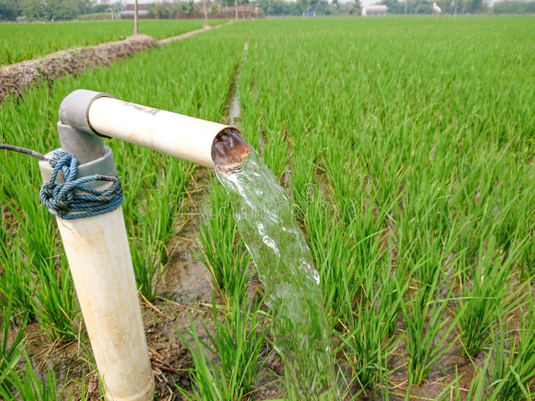 Irrigation of Rice Fields Using Pump Wells with the Technique of ...
