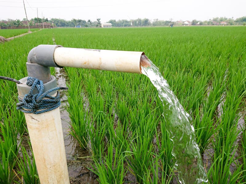 130 Irrigation Rice Field Using Water Pump Stock Photos - Free ...