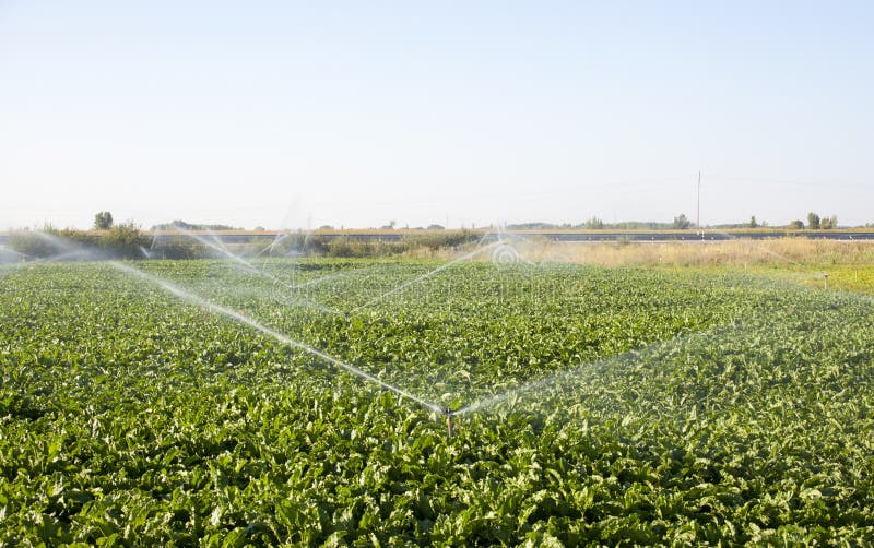 Irrigation stock photo. Image of potato, businesses, california - 34231662