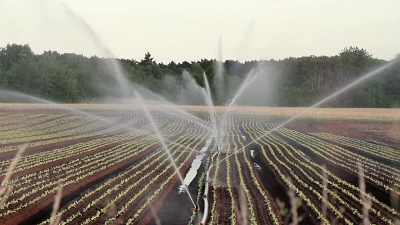 Irrigation Sprinkler Systems Work in the Vegetable Field Stock Video ...
