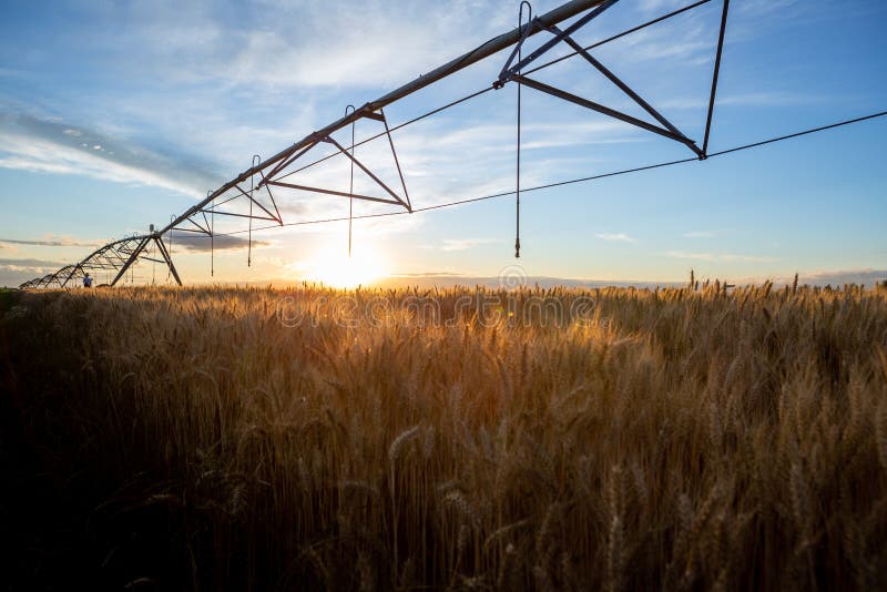 Irrigation System, Artificial Rain, Above a Field of Ripe Wheat at ...