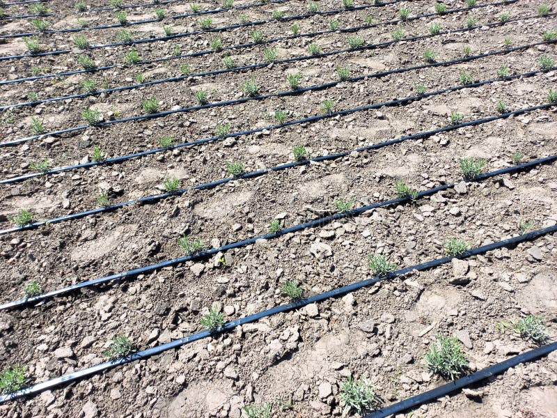 The Irrigation System Consists of Hoses Stretched Along the Ground ...