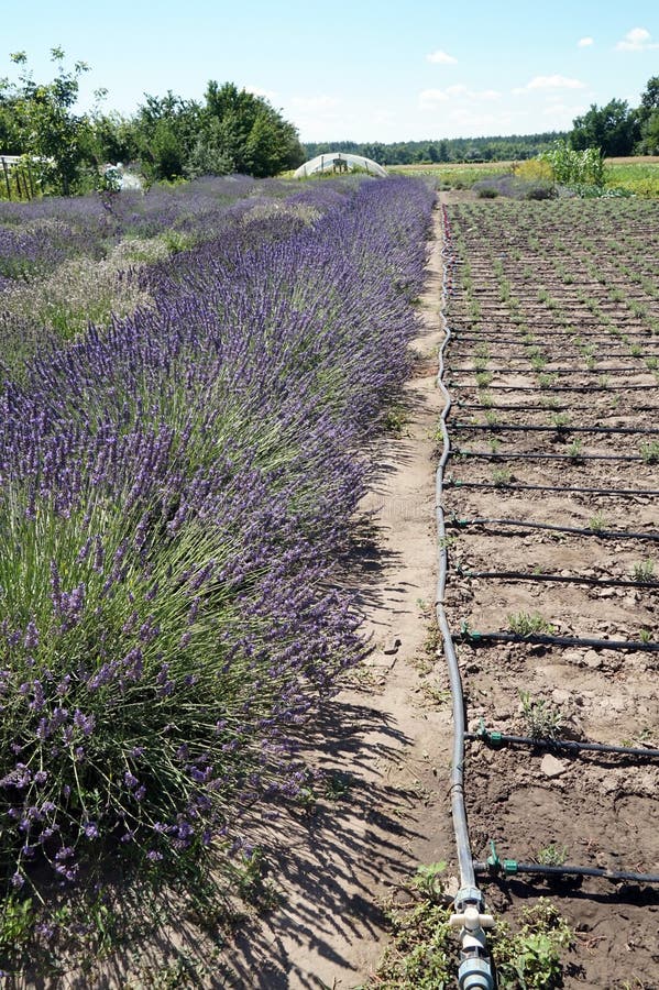 The Irrigation System Consists of Hoses Stretched Along the Ground ...