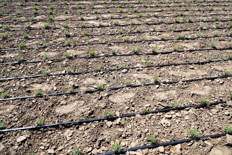 The Irrigation System Consists of Hoses Stretched Along the Ground ...