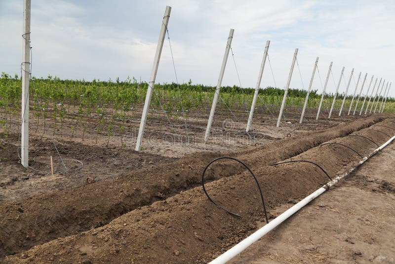 Irrigation Systems in a Vegetable Garden Stock Image - Image of ...