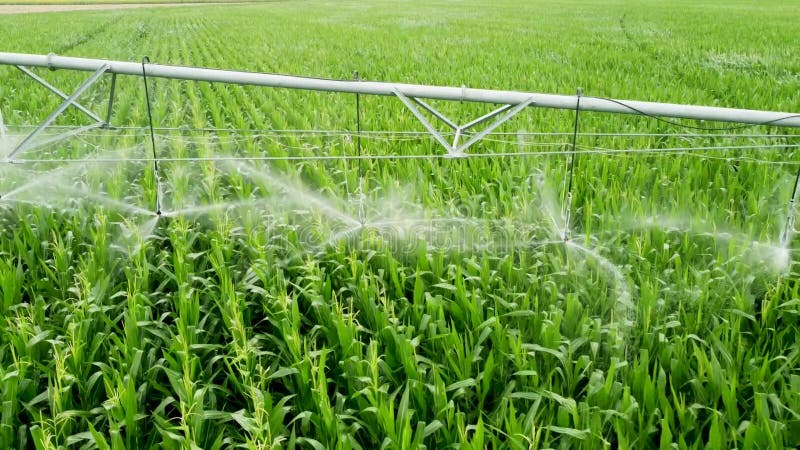 Irrigation System in a Corn Field Stock Video - Video of farming ...
