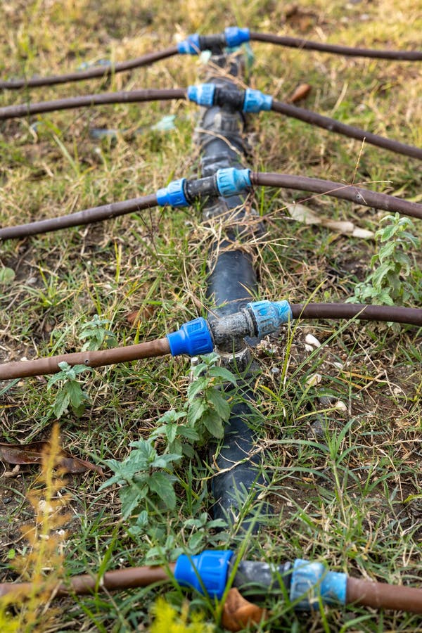 Irrigation System with Blue Connectors in a Grassy Field during ...