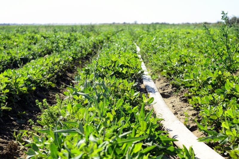 109 Rows Peanut Crops Stock Photos - Free & Royalty-Free Stock Photos ...