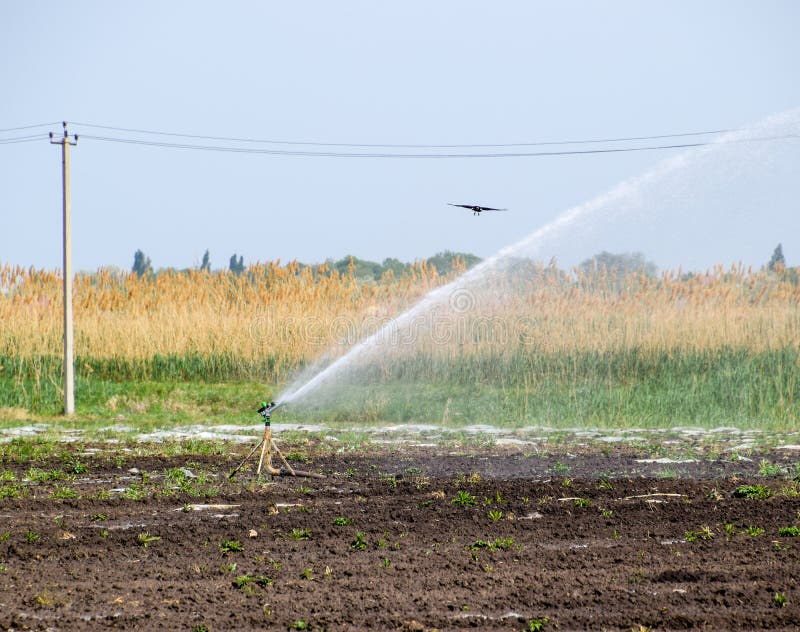 Irrigation System in Field of Melons. Watering the Fields Stock Image ...